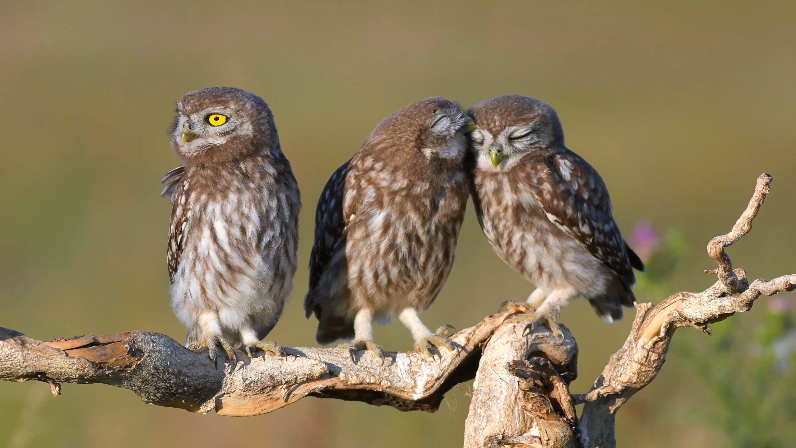Three little owls, Ukraine – The Tribune
