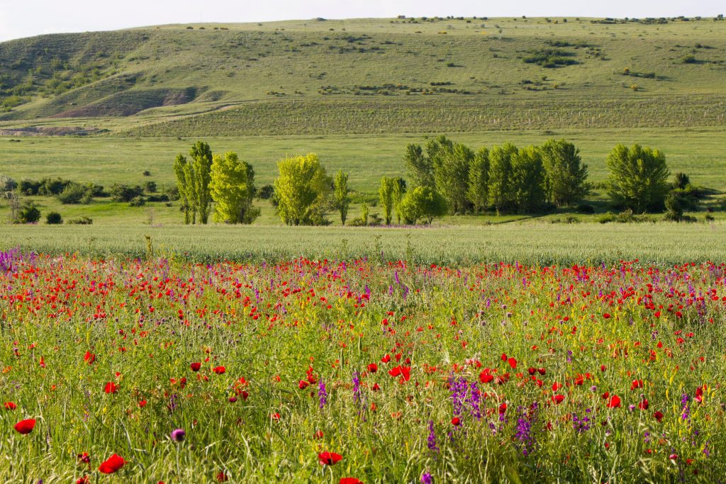Spring time in Georgia – The Tribune